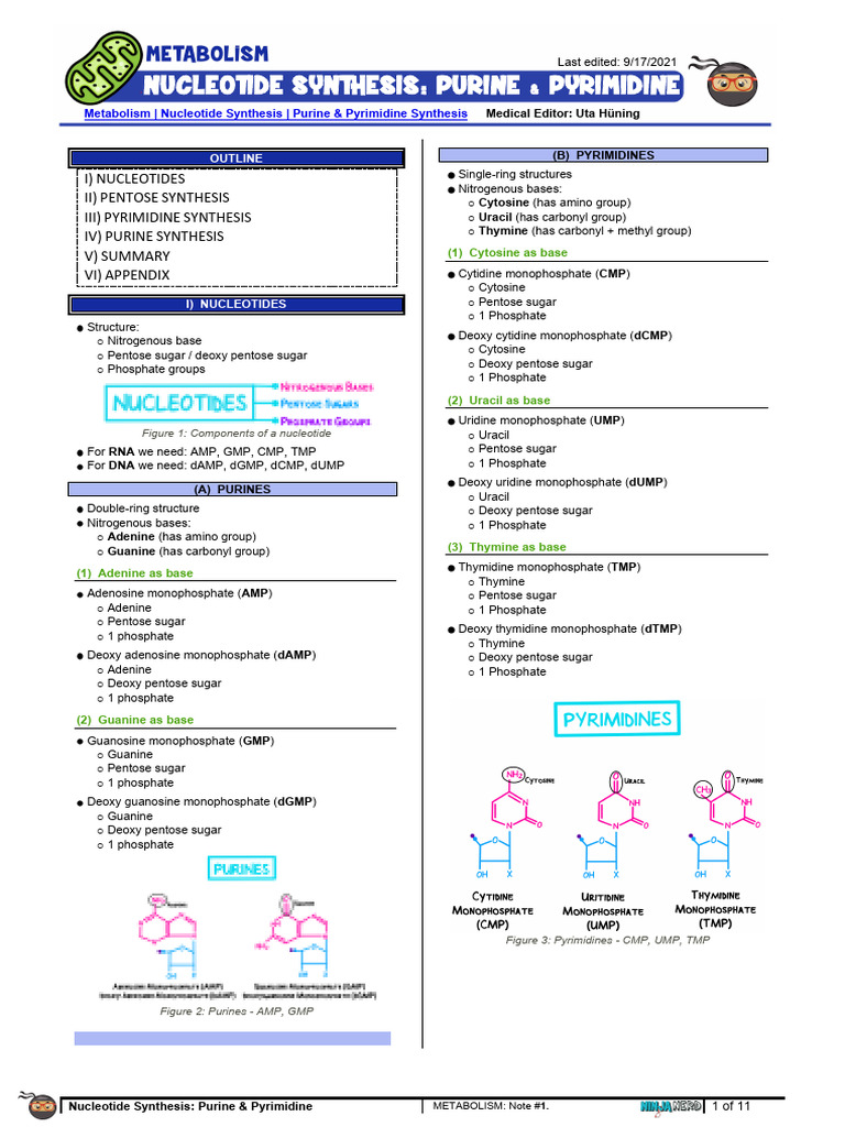 Nucleotide Synthesis Purine & Pyrimidine Synthesis Atf | PDF