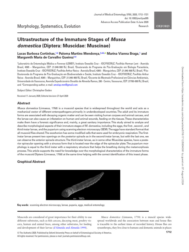 Ultrastructure of The Immature Stages of Musca | PDF