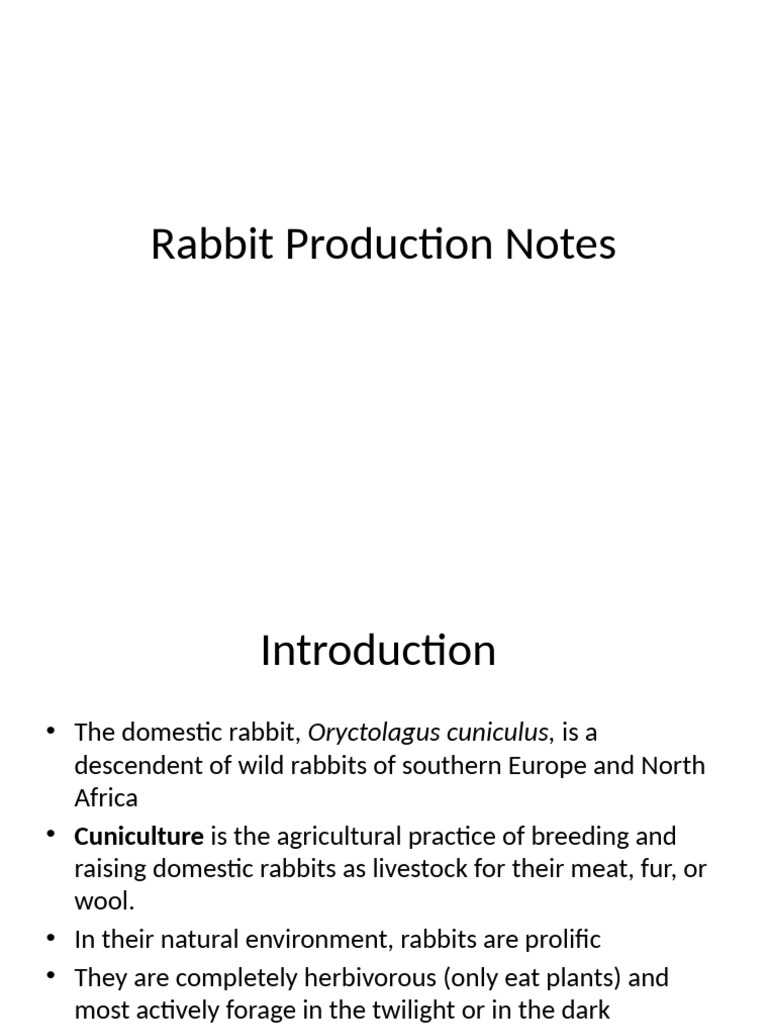 Rabbit Production Notes | PDF