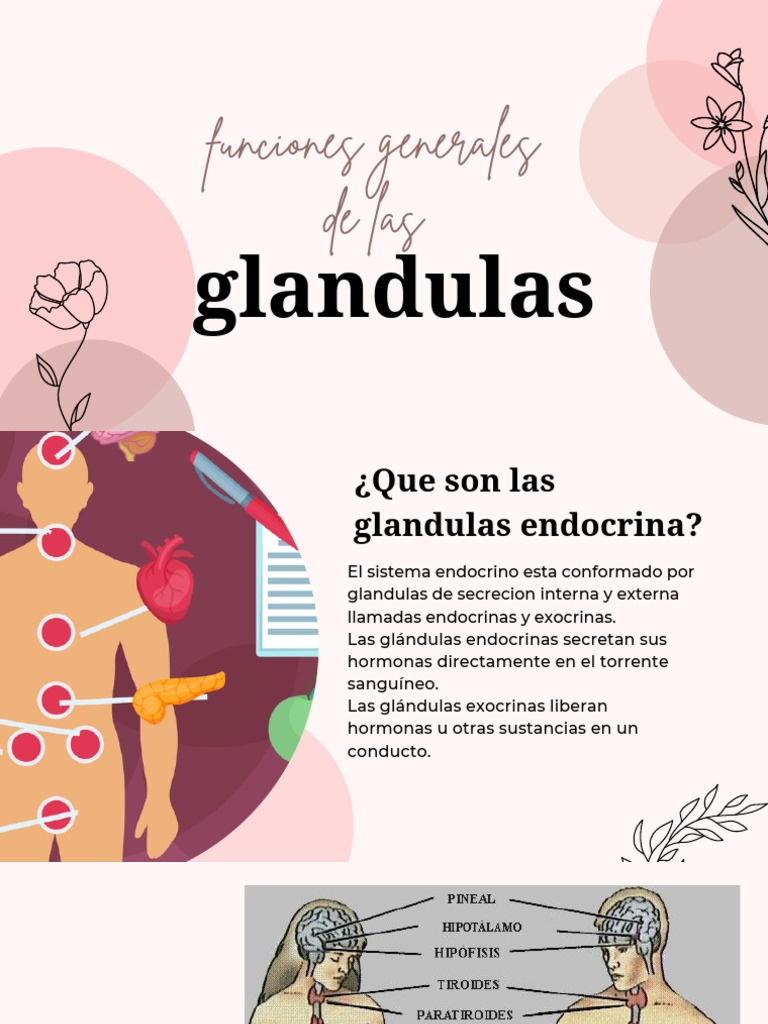 Funciones Generales de Las: Glandulas | PDF