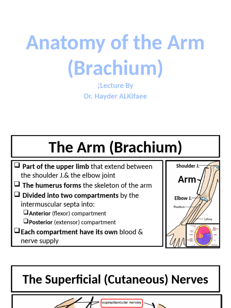 Anatomy of The Arm (Brachium) : Lecture by Dr. Hayder Alkifaee | PDF