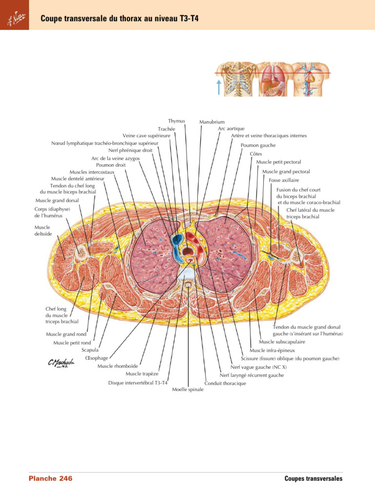 Coupe Transversale Du Thorax Au Niveau T3-T4 | PDF