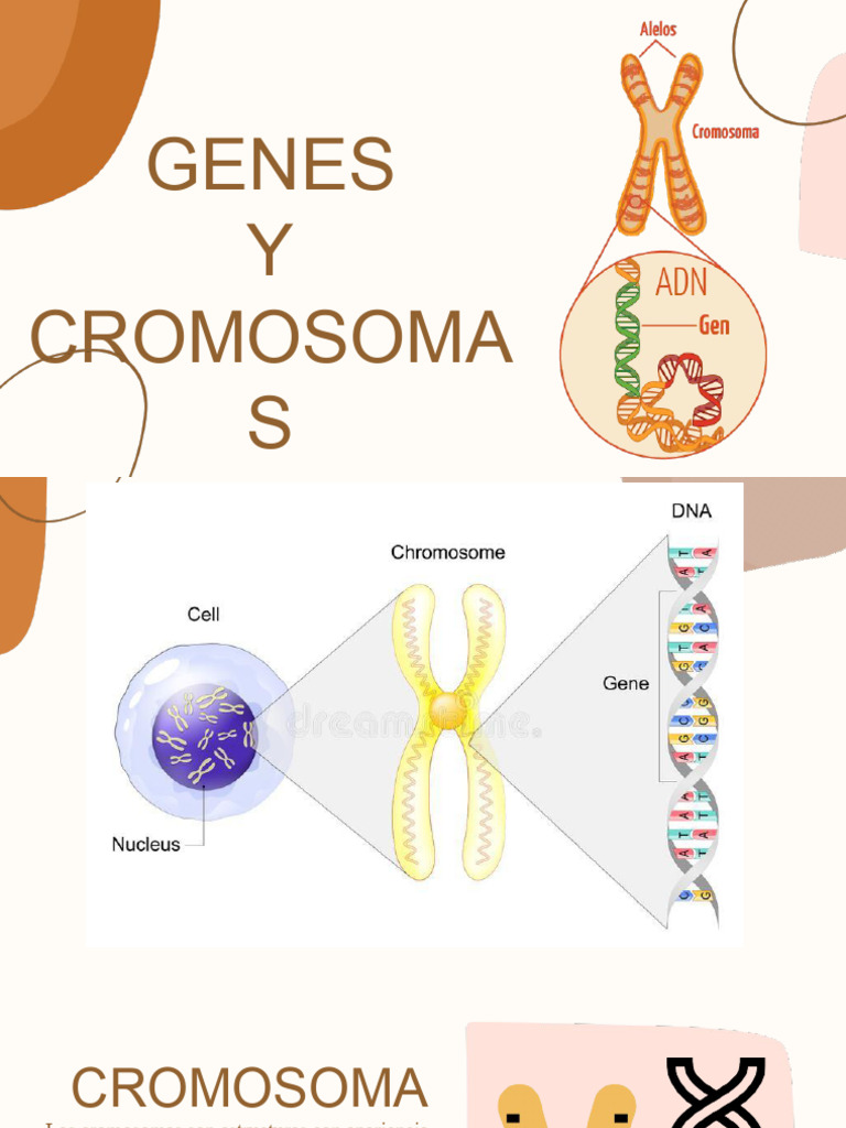 Genes y Cromosomas | PDF | Adn | Estudios de idiomas extranjeros