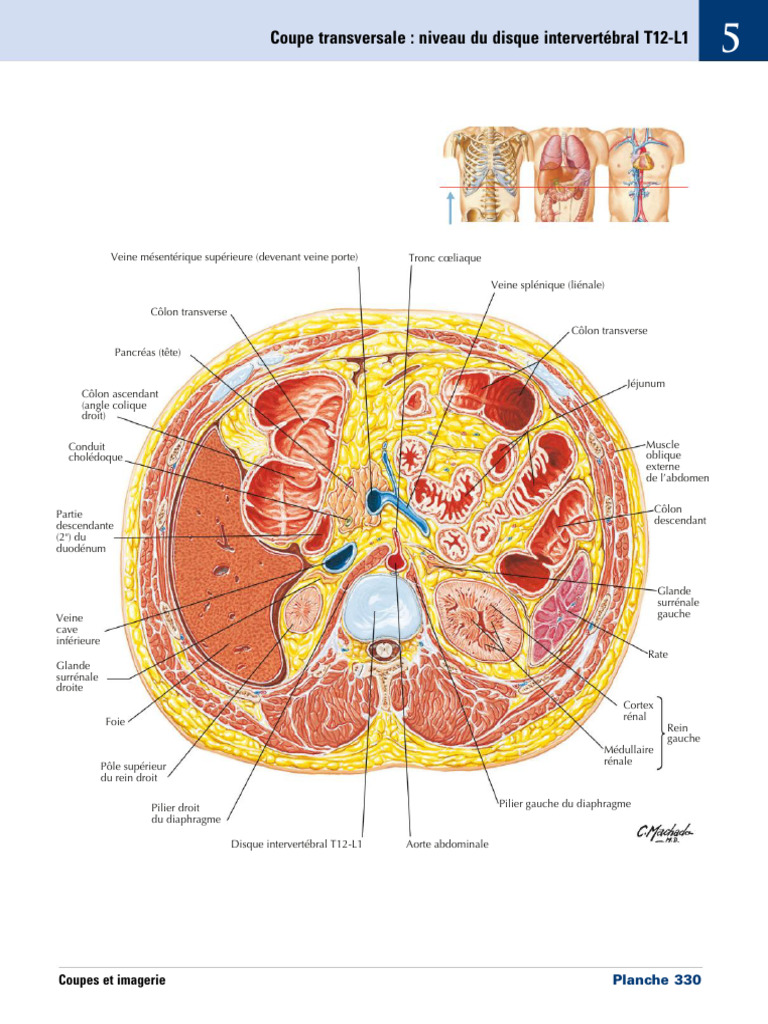 Coupe transversale niveau du disque intervertébral T12-L1 | PDF
