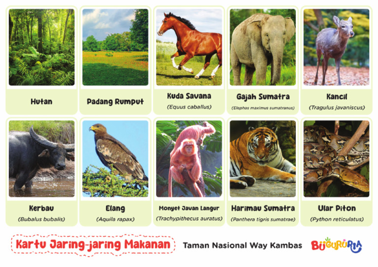 Kartu Jaring-Jaring Makanan _TN Way Kambas_ | PDF