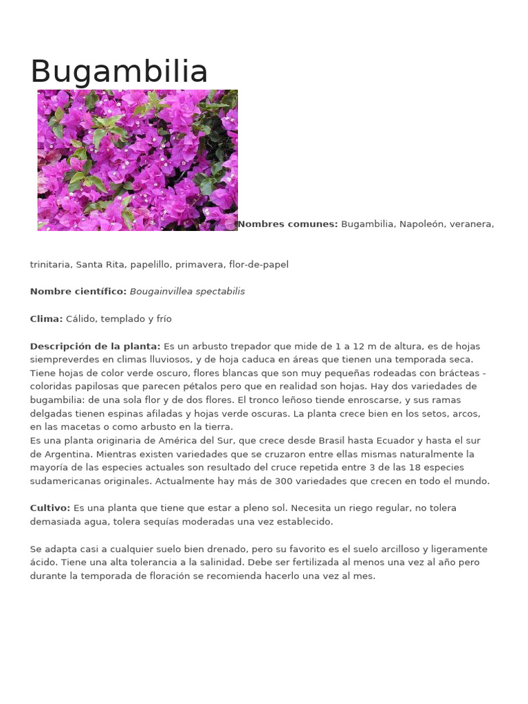 Bugambilia | PDF