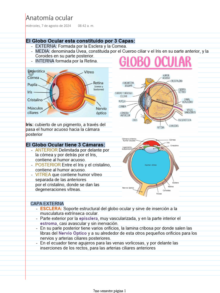 Anatomía del Ojo en Perros | PDF | Córnea | Ciencia y matemáticas