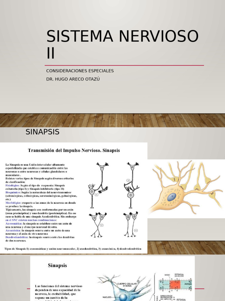 Sistema Nervioso II | PDF Sistema Nervioso II | PDF