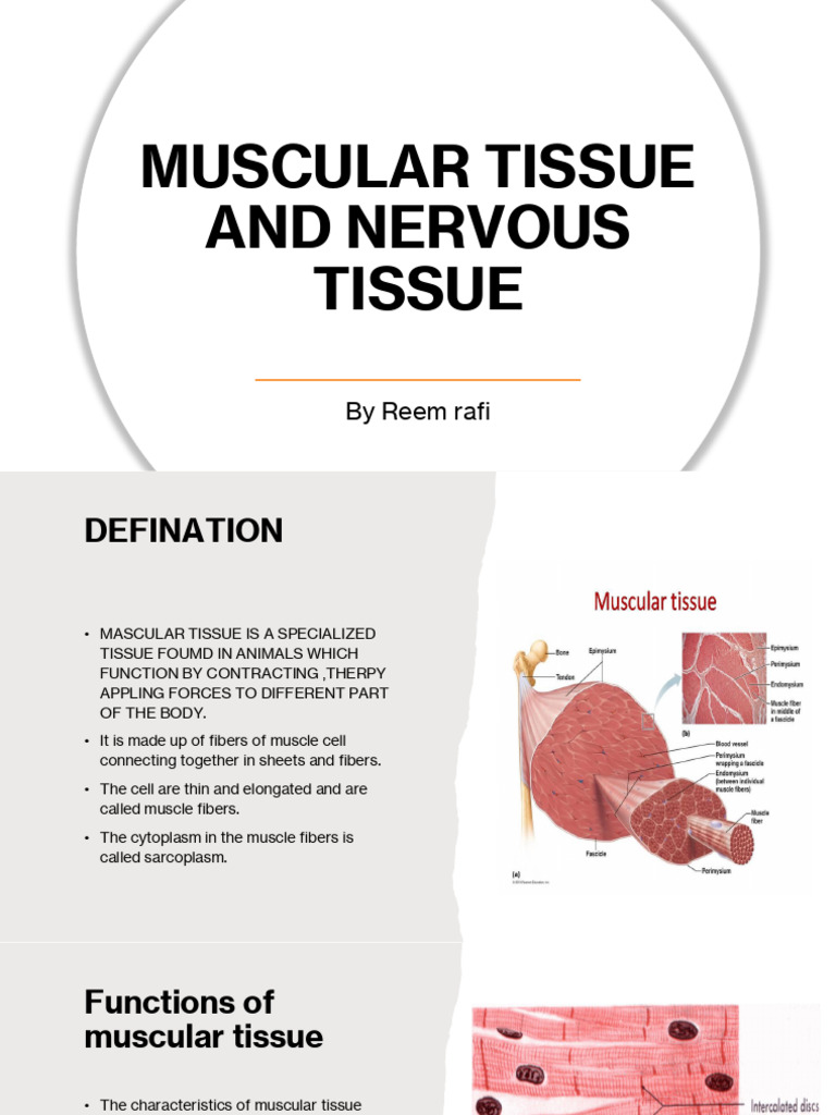 Muscular Tissues | PDF