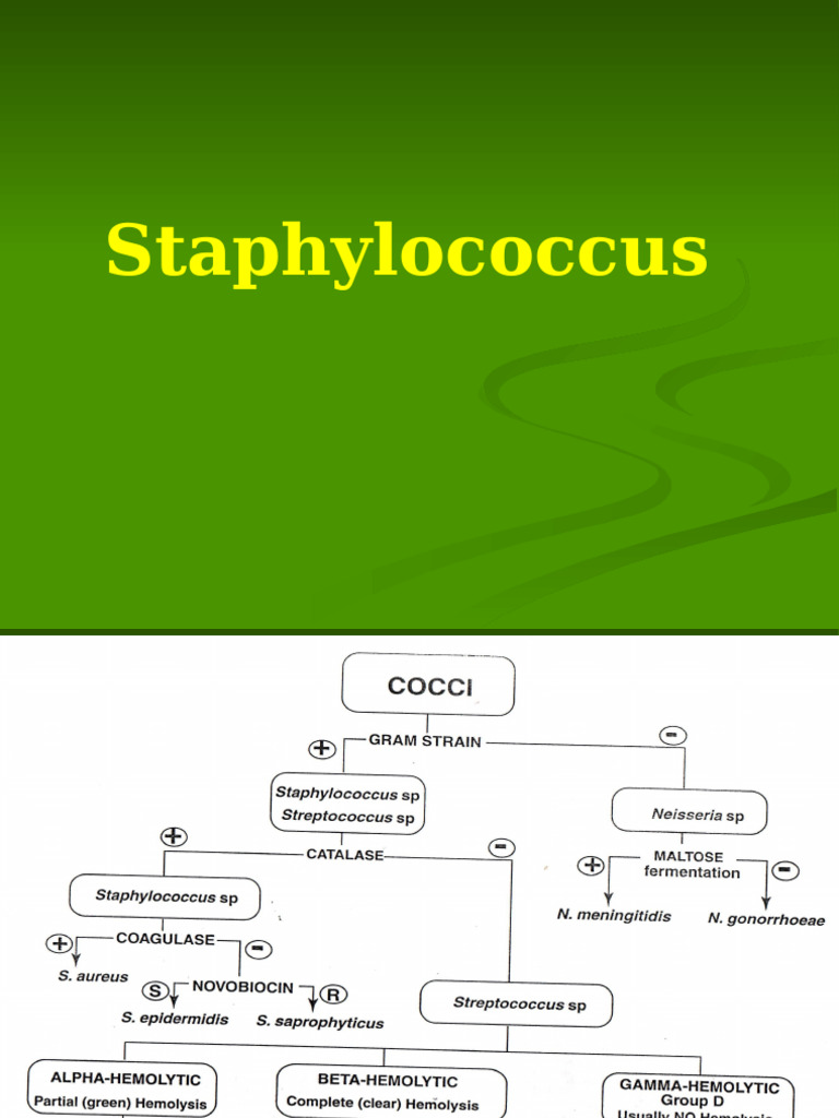 Lec 5 - STAPHYLOCOCCI | PDF | Staphylococcus | Staphylococcus Aureus