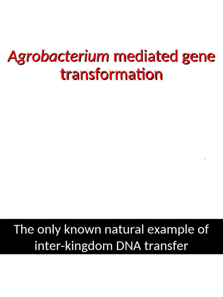 Ashu Agrobacterium Mediated Gene Transfer | PDF
