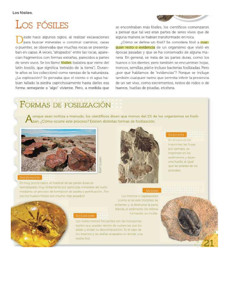 Copia de Losfosiles | PDF