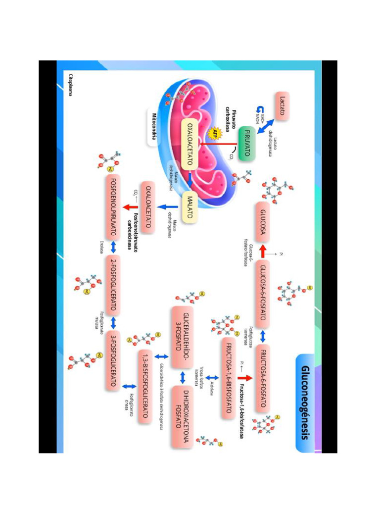 Gluco Neo Genesis | PDF