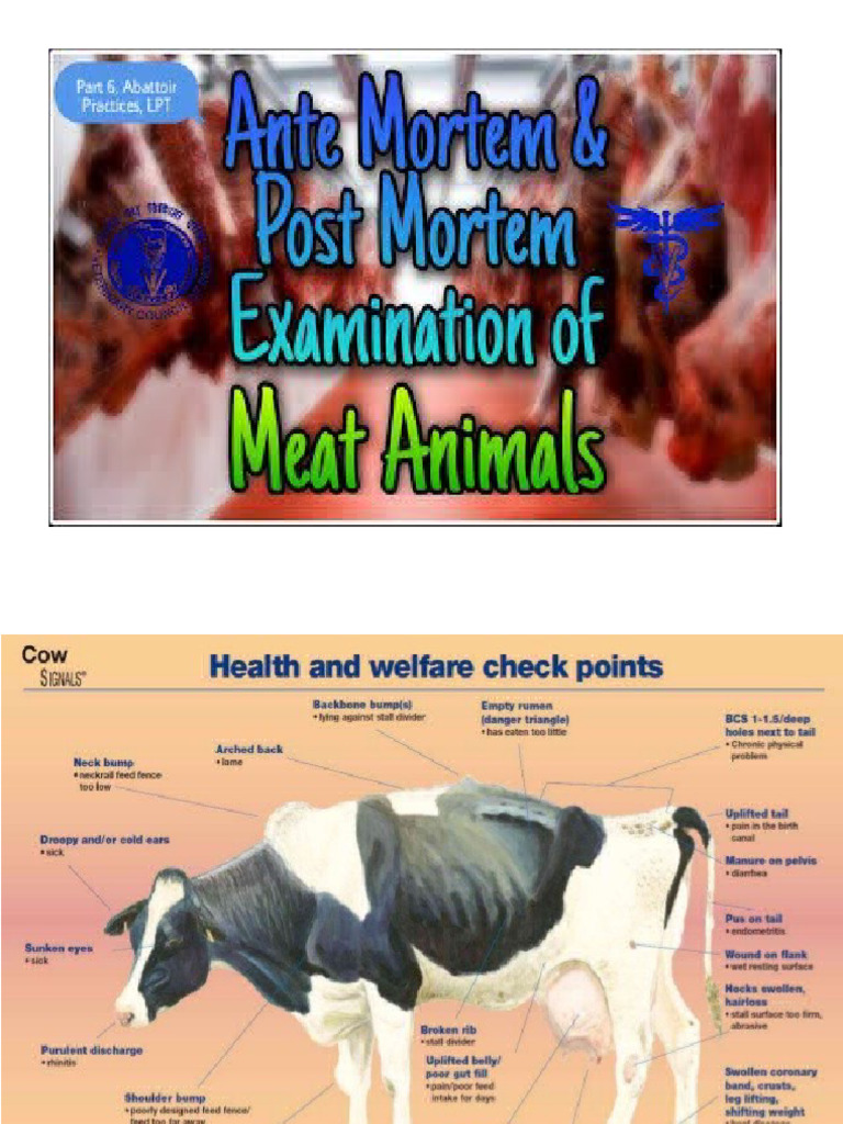 Ante Mortem and Post Mortem Inspection | PDF
