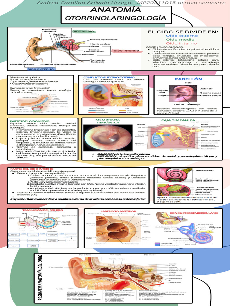 Anatomia Otorrinolaringología Pdf