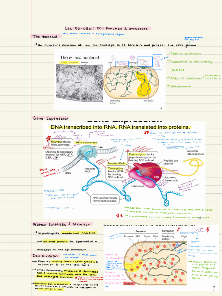 Medical Microbiology Unit 001 | PDF