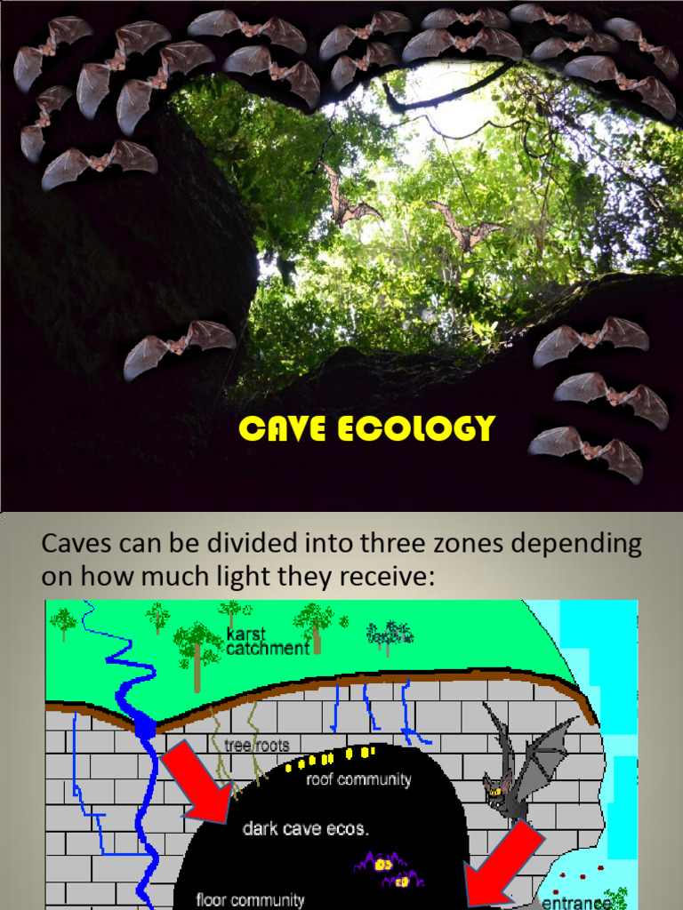 Cave Ecology | PDF
