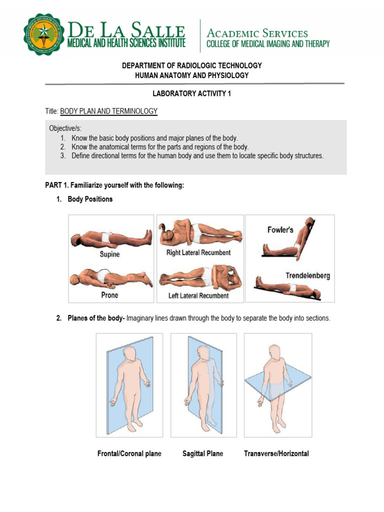 Terminology and The Body Plan | PDF