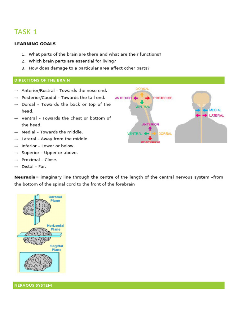 TASK 1 - Brain Locations | PDF