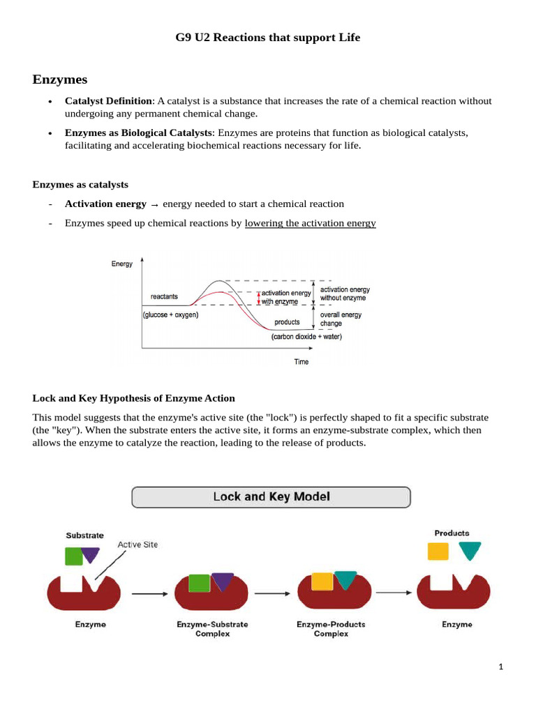G9 U2 Reactions That Support Life | PDF