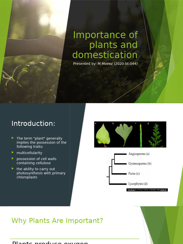 Importance of Plants and Domestication | PDF