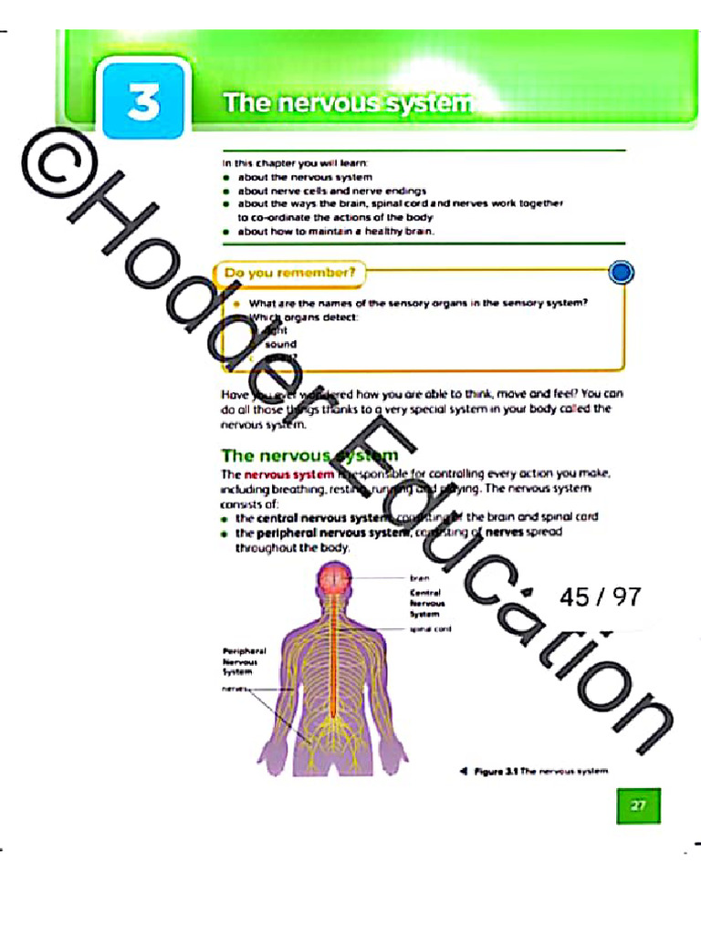 Nervous System | PDF