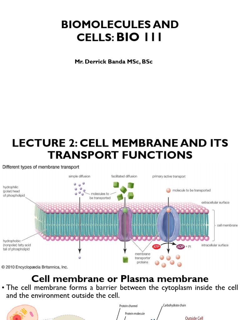 Lecture 2 Cell Membrane and Its Transport Functions | PDF | Cell Membrane | Vesicle (Biology And ...