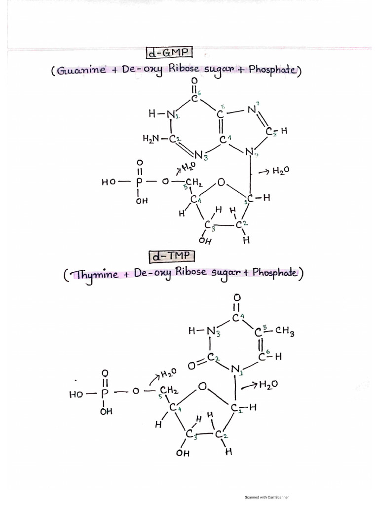 D GMP, D TMP & D CMP | PDF