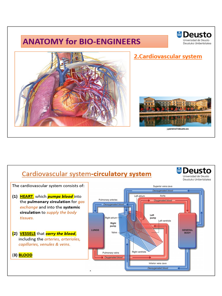 Unir 2 Anatomy | PDF