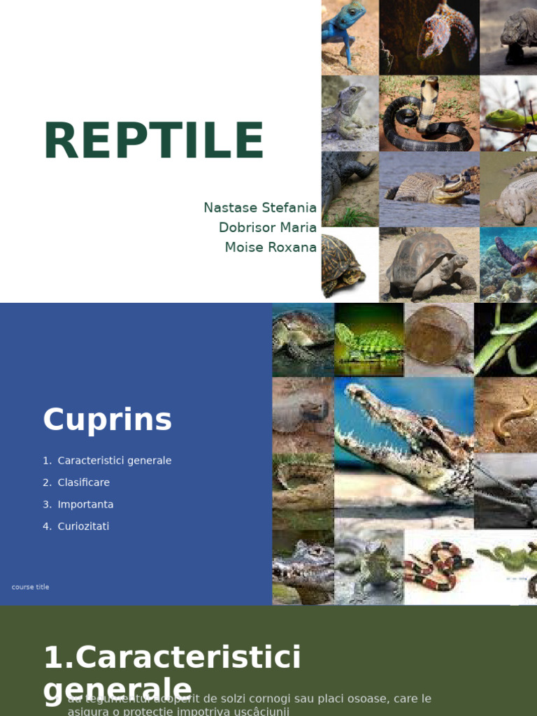 Reptile | PDF