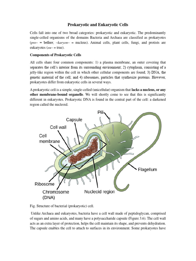 Prokaryotic and Eukaryotic Cells | PDF | Cell (Biology) | Social Science