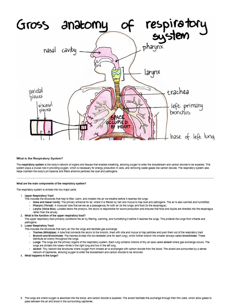 respiratory | PDF