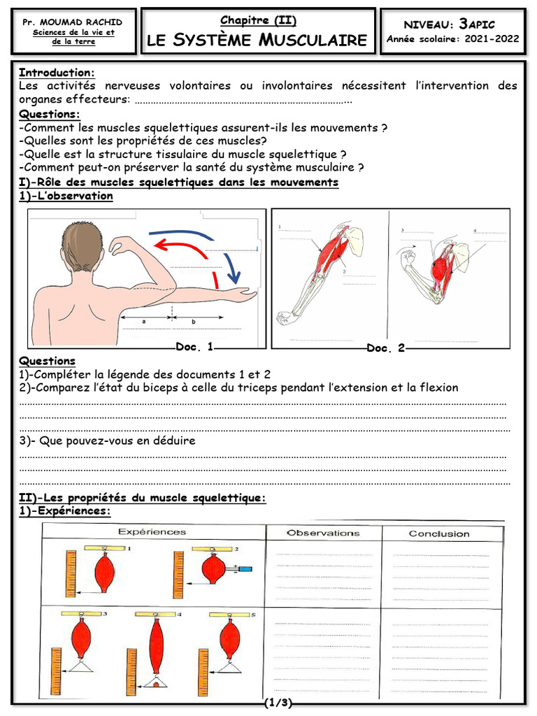 Cours - Systeme Musculaire | PDF