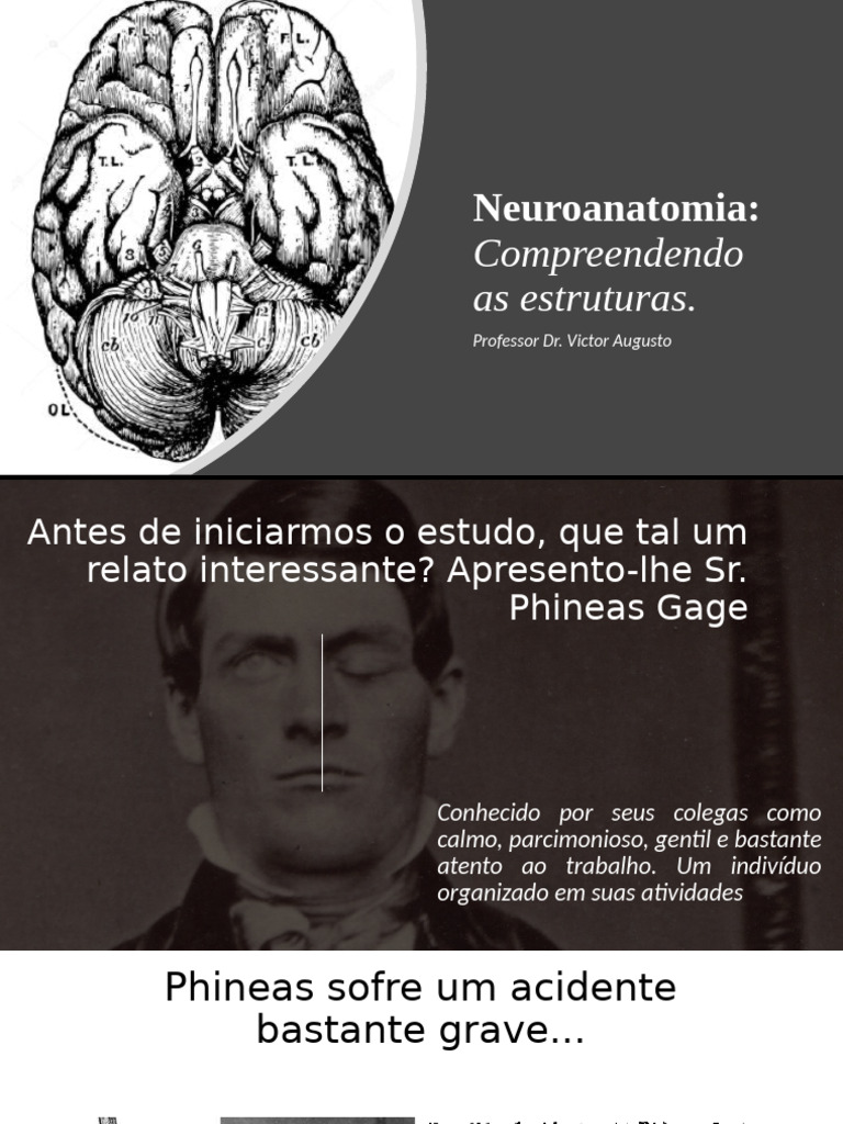 Aula - 3 - Copreendendo A Neuroanatomia | PDF