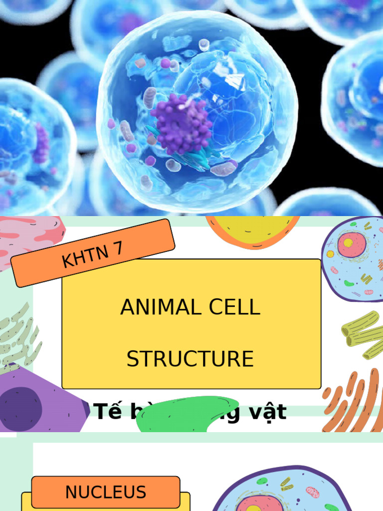 Animal Cell Structure Biology Presentation in An Orange Yellow Blue Bold Style | PDF