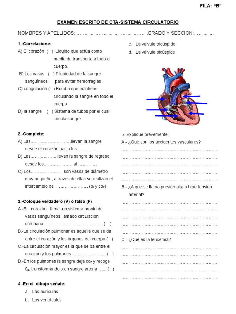 Examen Cta-el Sistema Circulatorio | Sistema circulatorio | Sangre