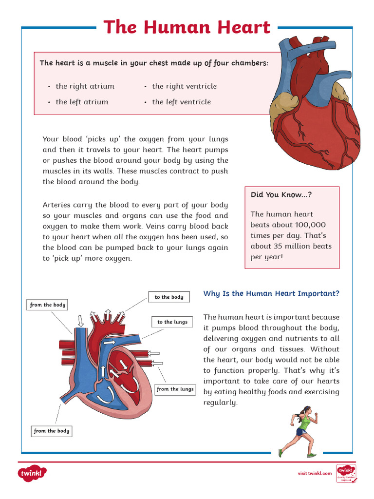 T SC 1681457321 Human Heart Fact File - Ver - 2 | PDF