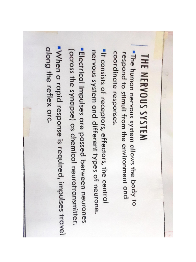 Nervous System Revision | PDF