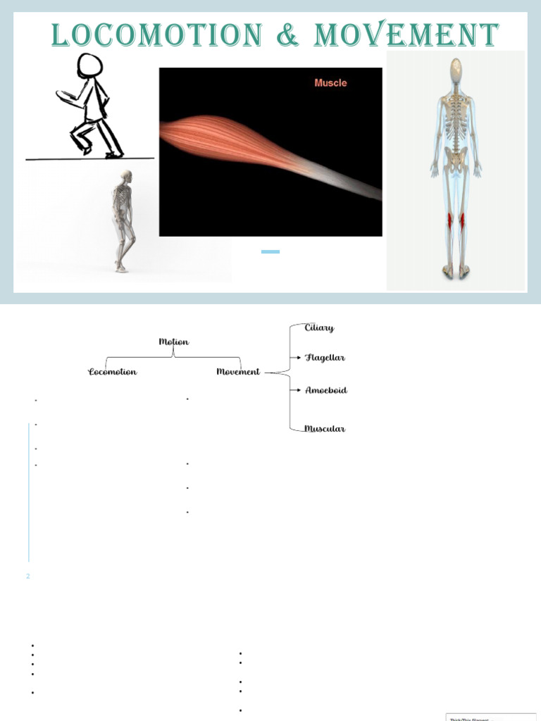 Locomotion and Movement Complete - Notes2 | PDF
