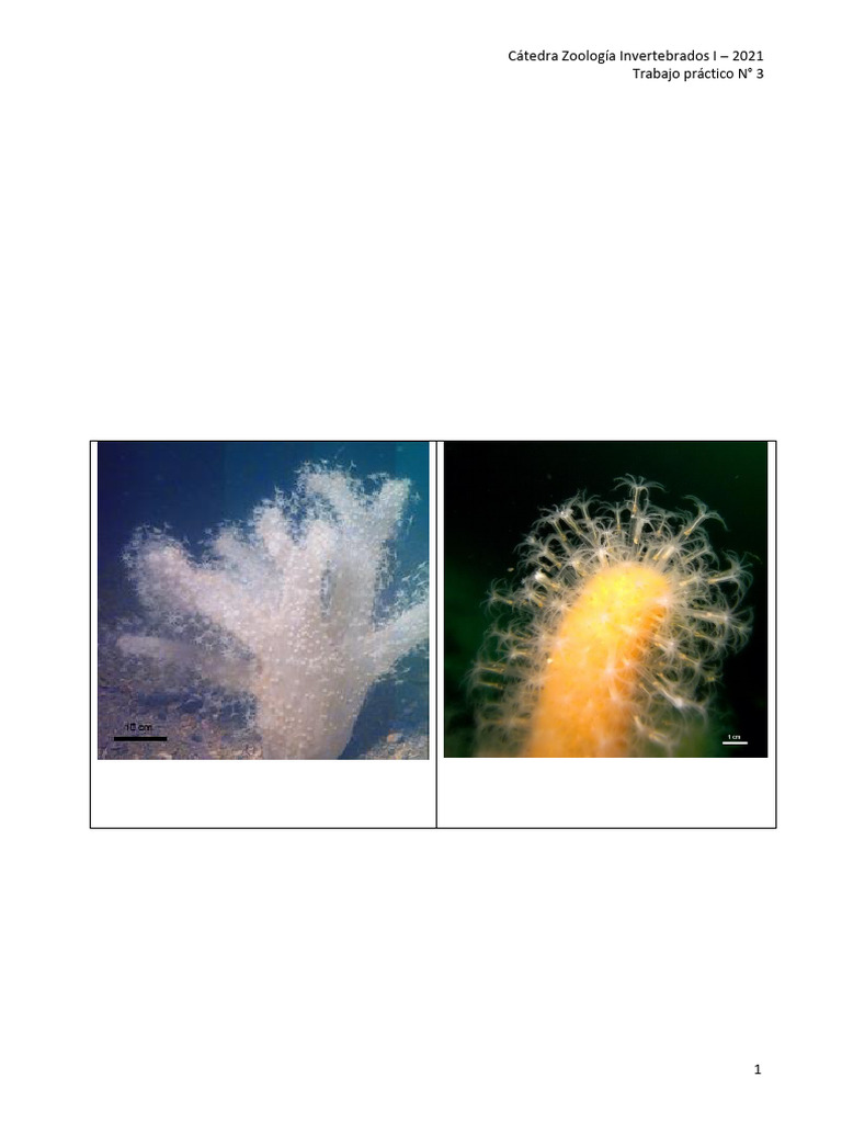 1-TRABAJO PRÁCTICO N° 3 | PDF