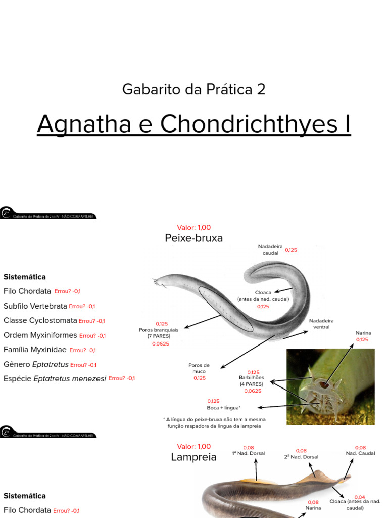 Gabarito 02 - Agnatha e Chond 1 | PDF