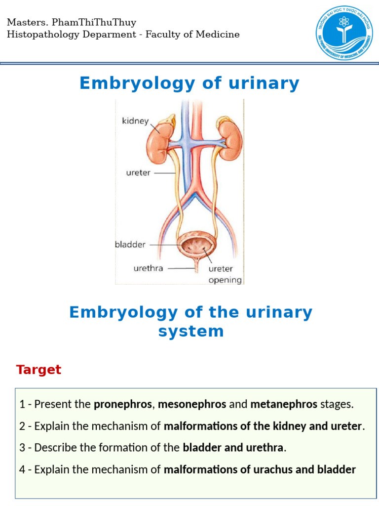 Embryology of Urinary System | PDF