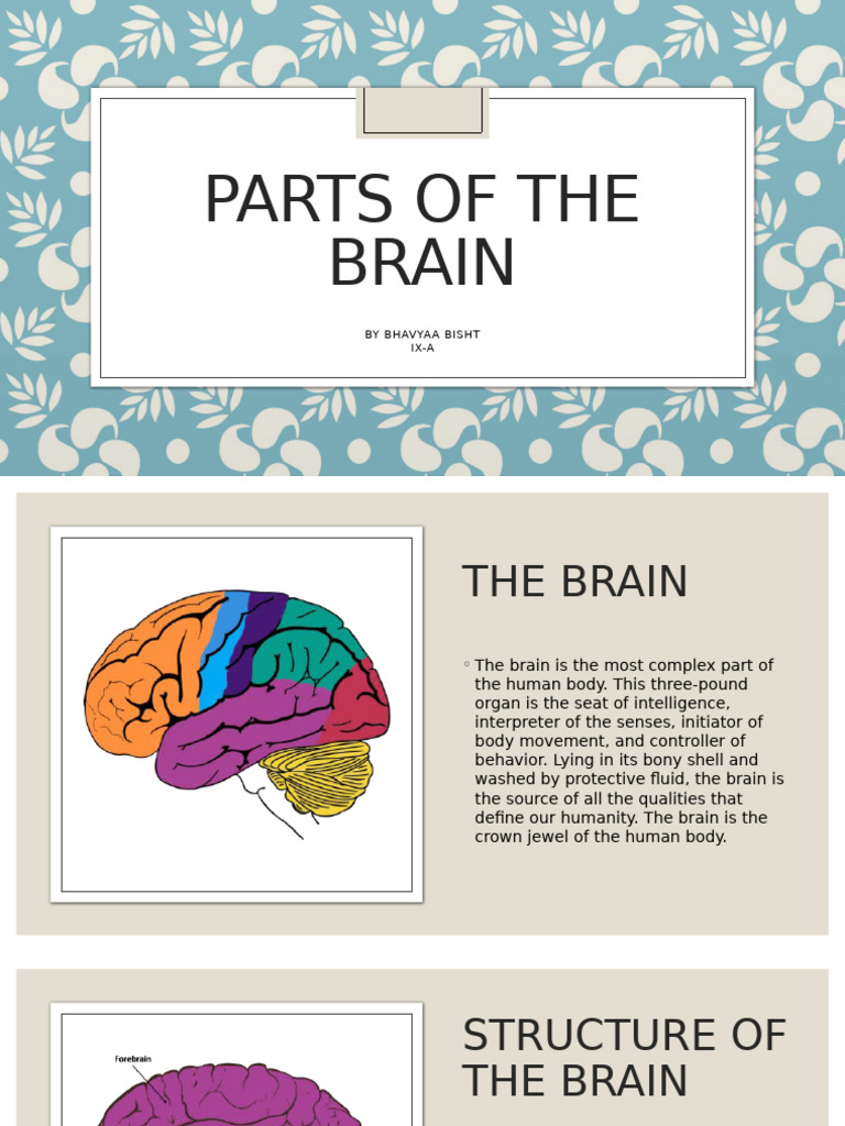 Powerpoint Parts of The Brain Ix | PDF