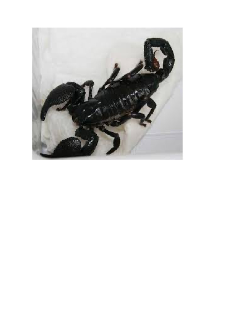 Alacrán Negro | PDF