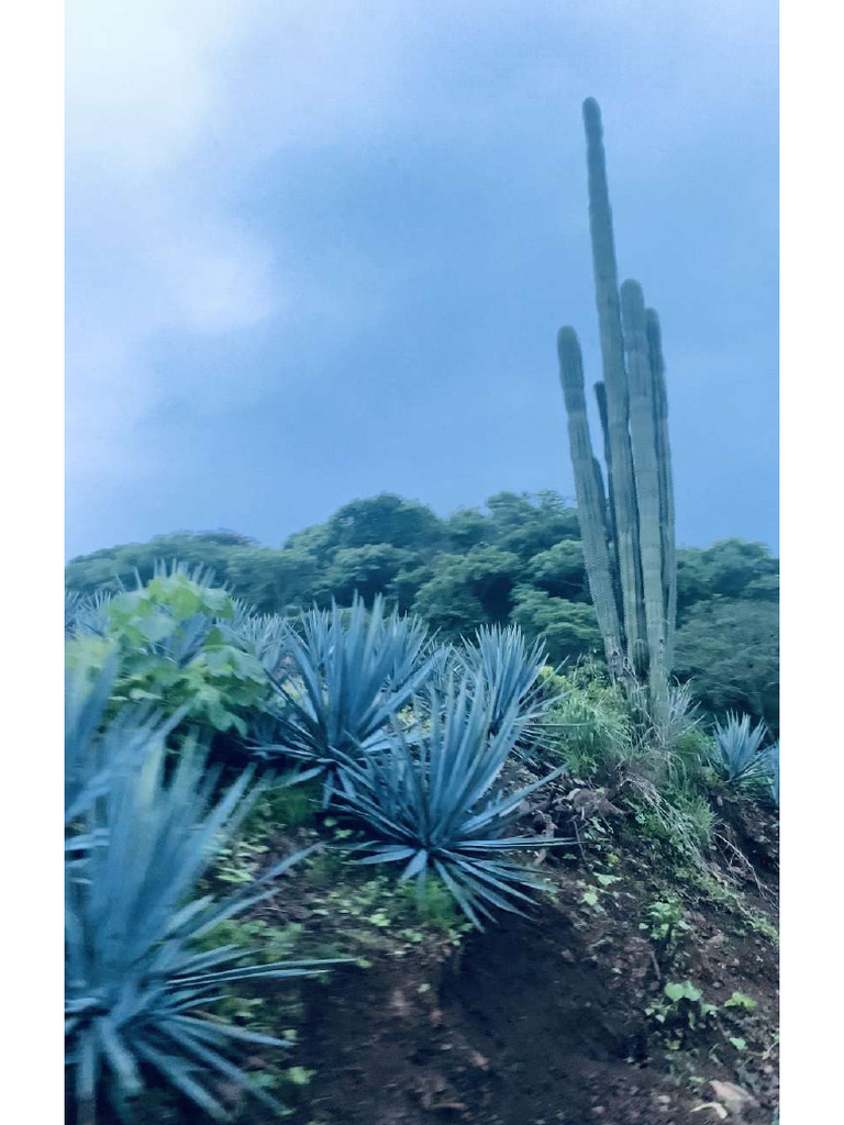 Cactus y Agave | PDF