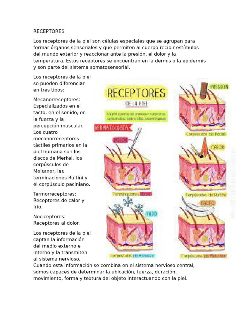 RECEPTORES | PDF