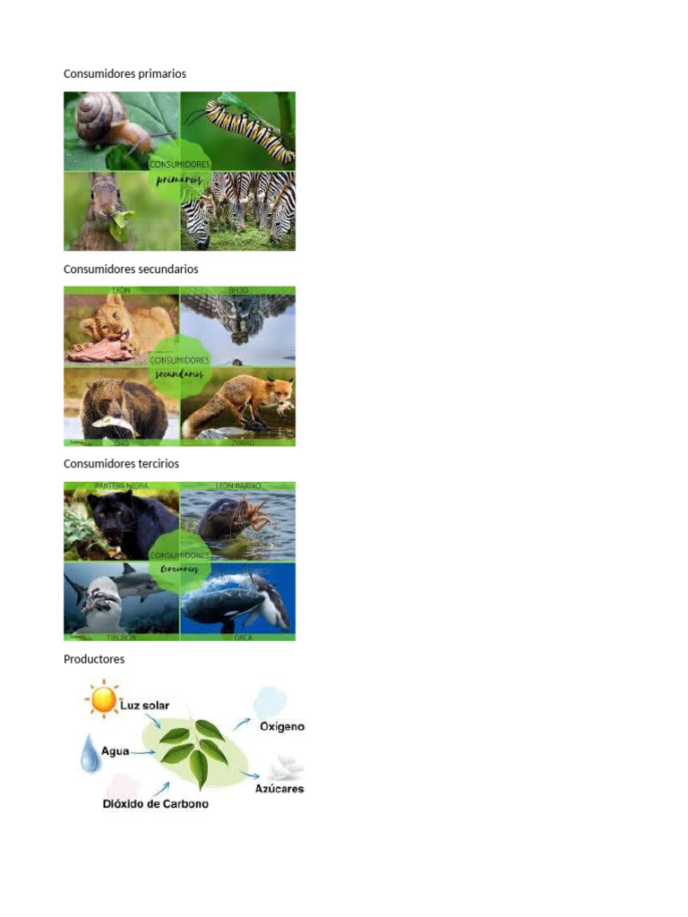Consumidores Primarios | PDF