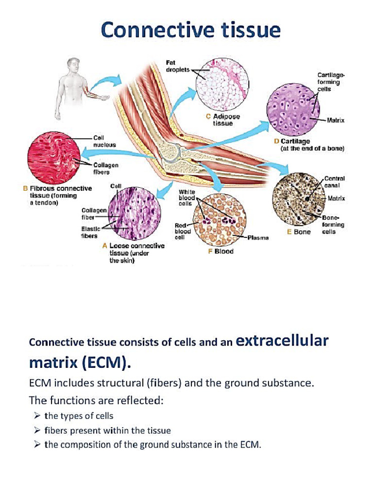 Connective Tissue Part 1 (General CT) | PDF
