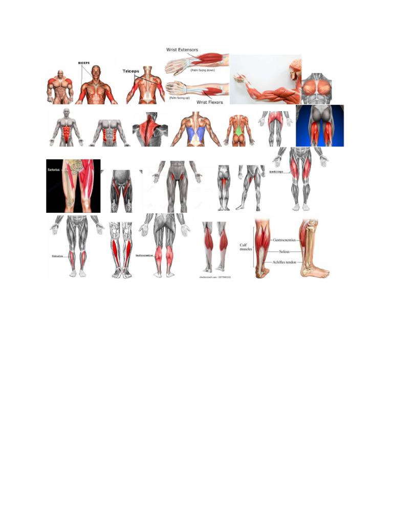 Pe Notes Print in Colour | PDF