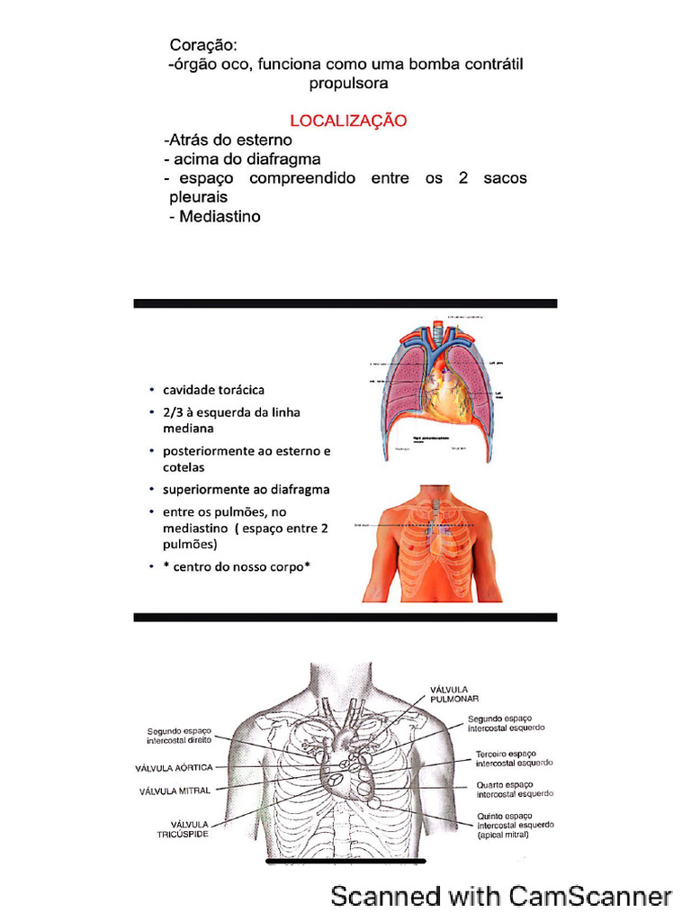 1 Anatomia Cardiovascular Pdf